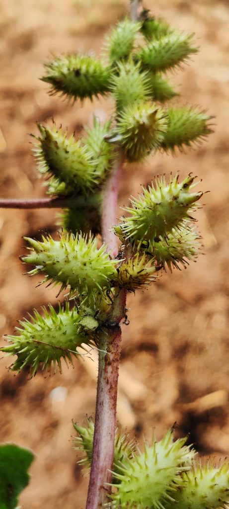 Rough cocklebur on its plant - PixaHive
