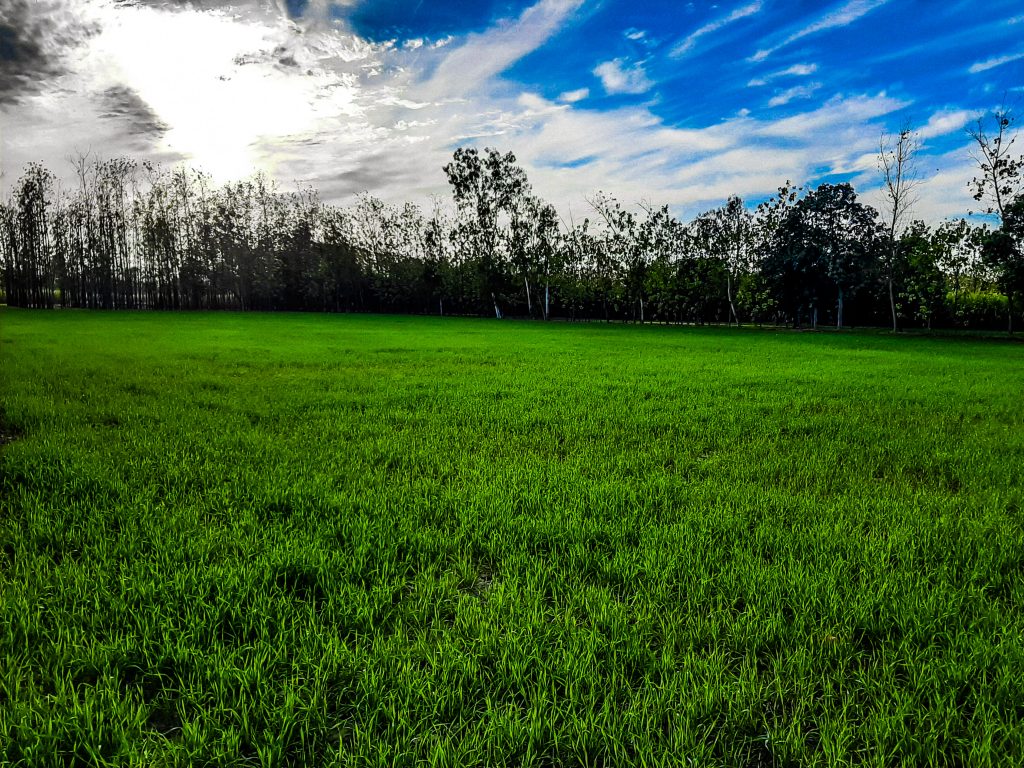 Green Field - PixaHive