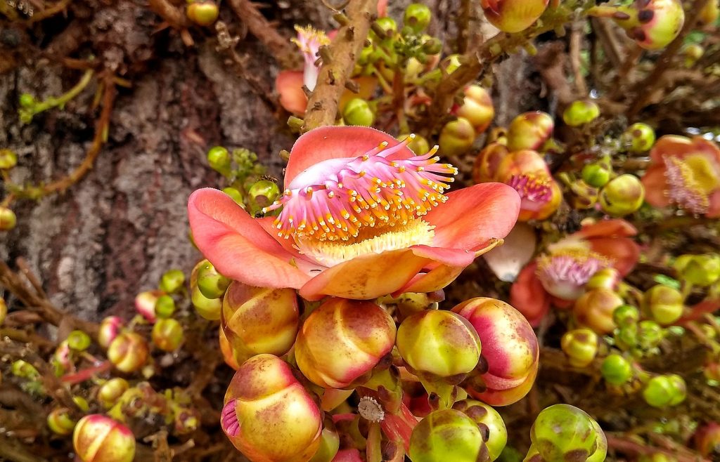 Shivling Flowers - PixaHive