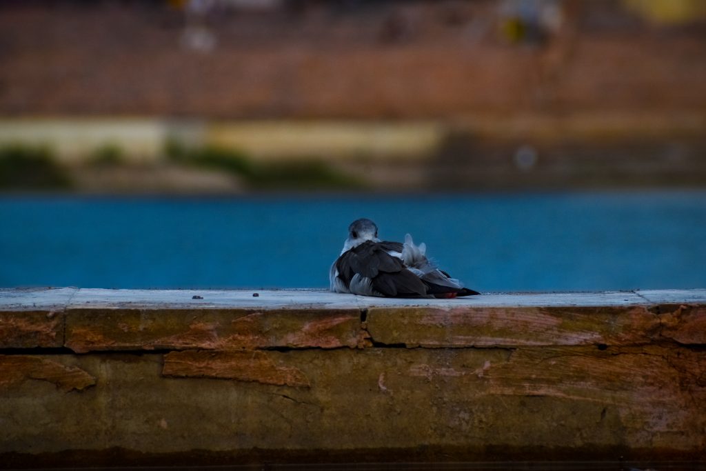 A resting bird - Free Image by Kushagra Budhgaya on PixaHive.com