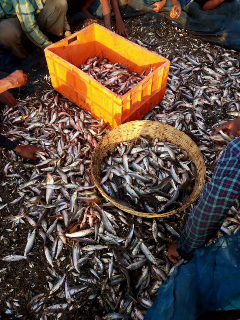 A fish shop - PixaHive