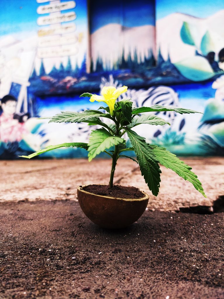 Small tree - PixaHive