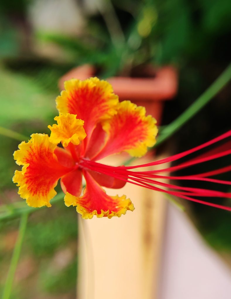 Special Flower - PixaHive