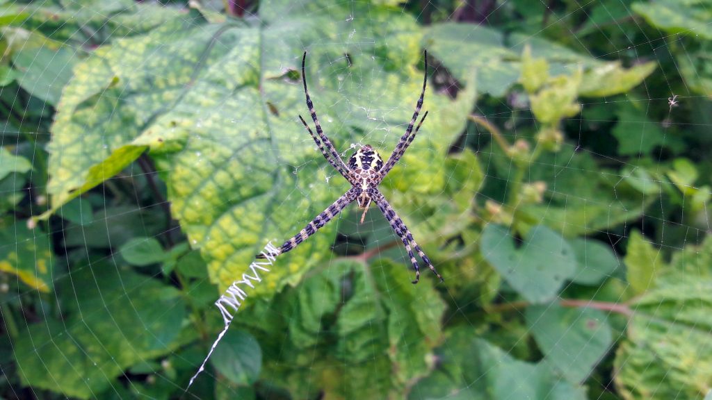 Spider &Net - PixaHive