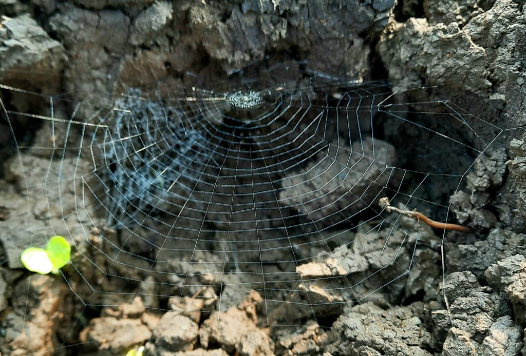 Spider net - PixaHive