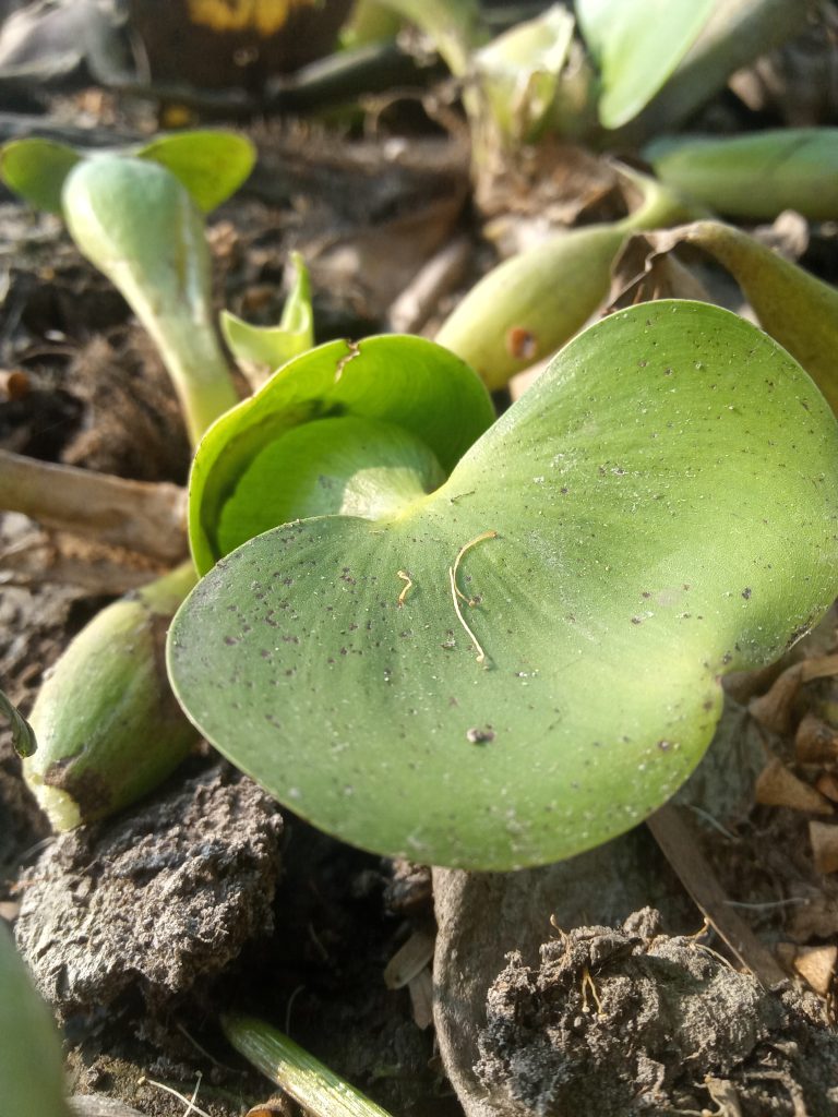 Sprouting plant - PixaHive