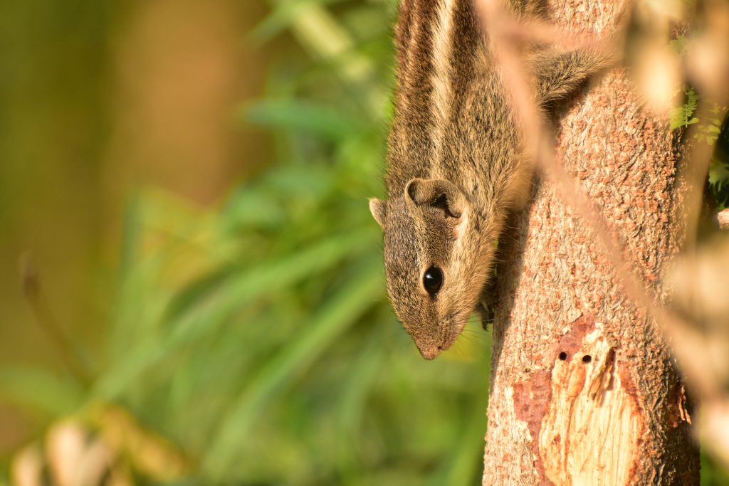 Squirrel portrait - PixaHive