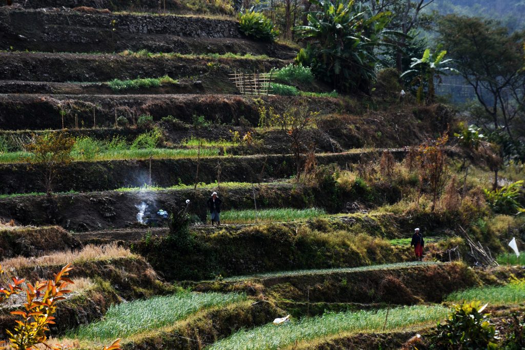 Step fields of a hill - PixaHive