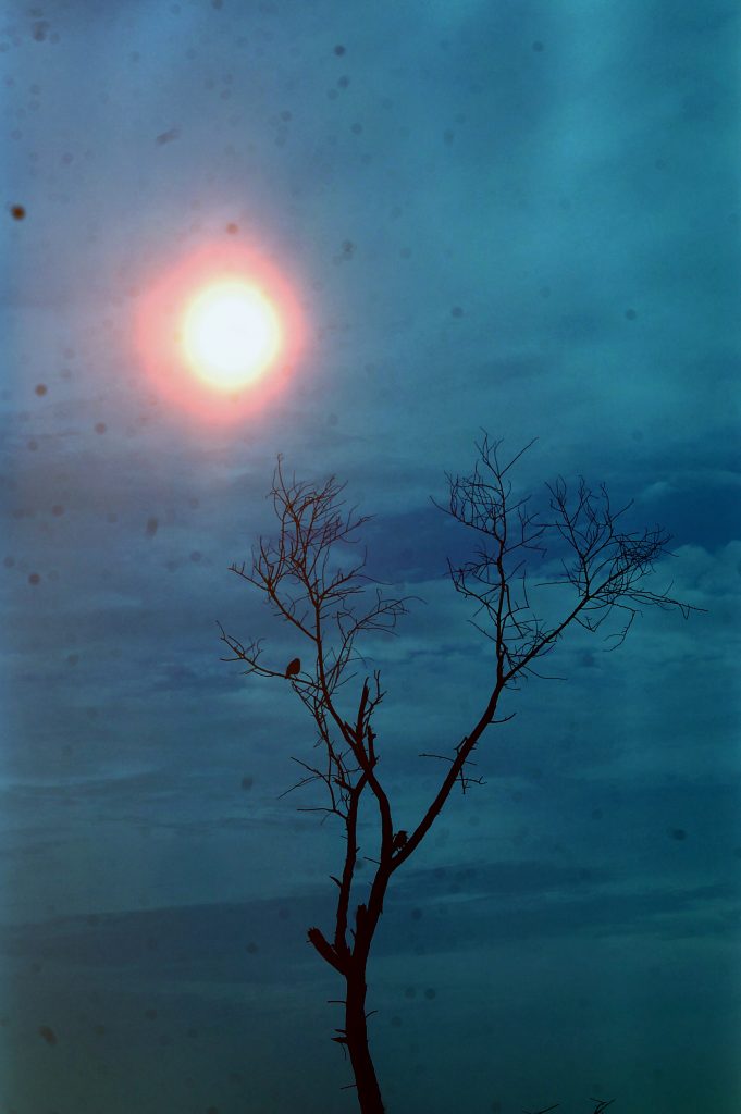 Sun and tree - PixaHive