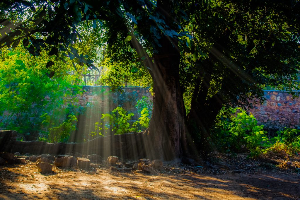 Sun light passing through a tree - PixaHive