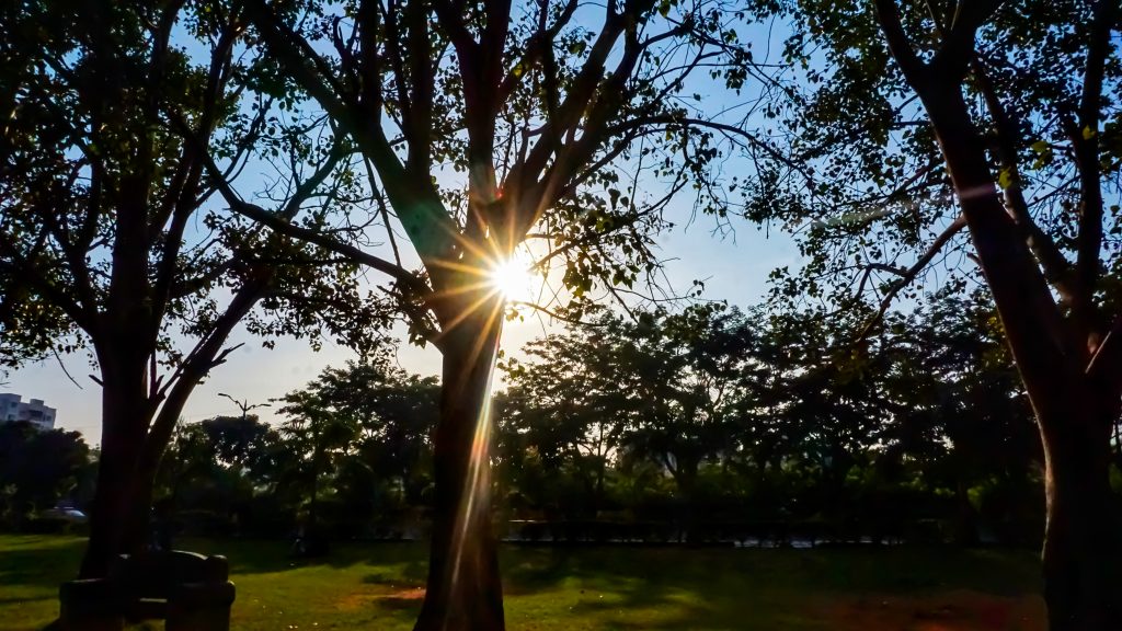 Sunrays through trees - PixaHive