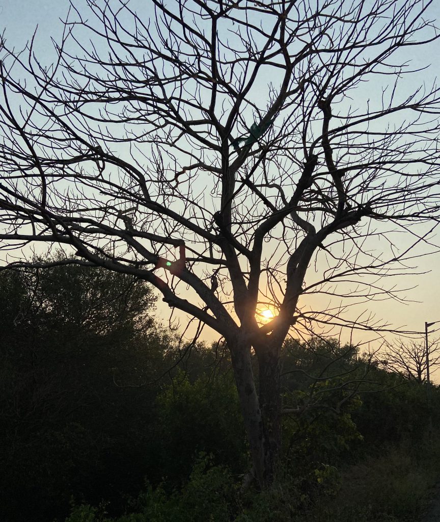 Sunset through a tree - PixaHive