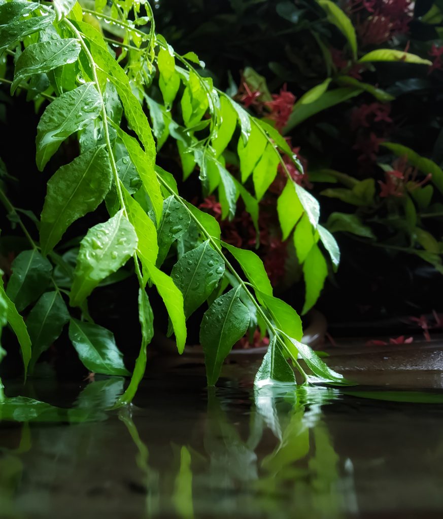 The Dripping Leaf - PixaHive