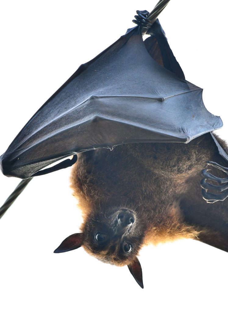A flying fox - PixaHive