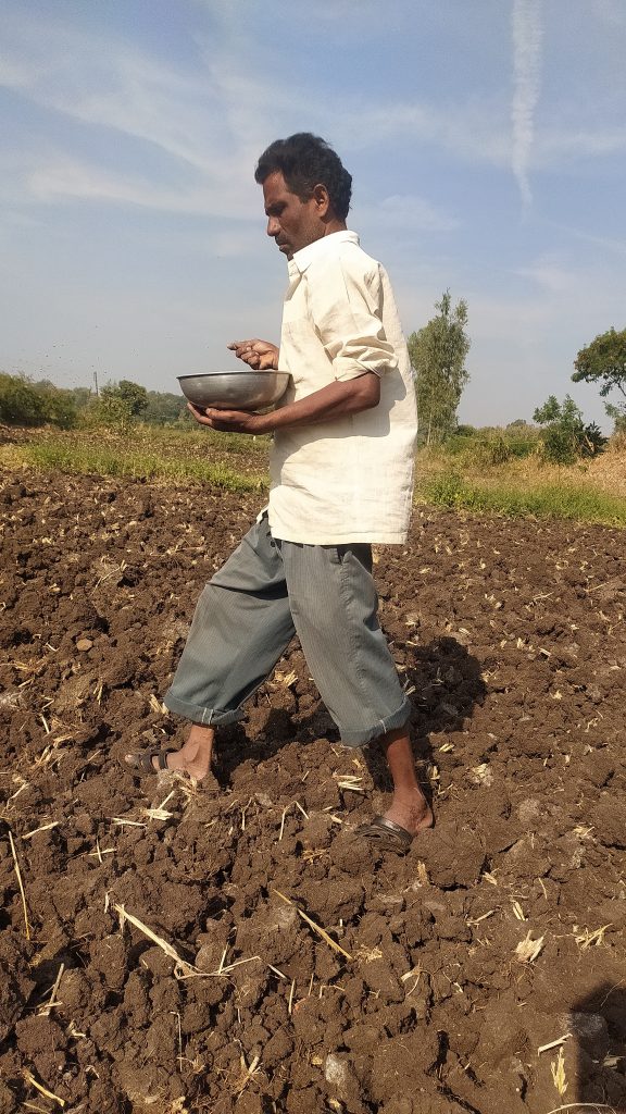 This men cultivation of pulses - PixaHive