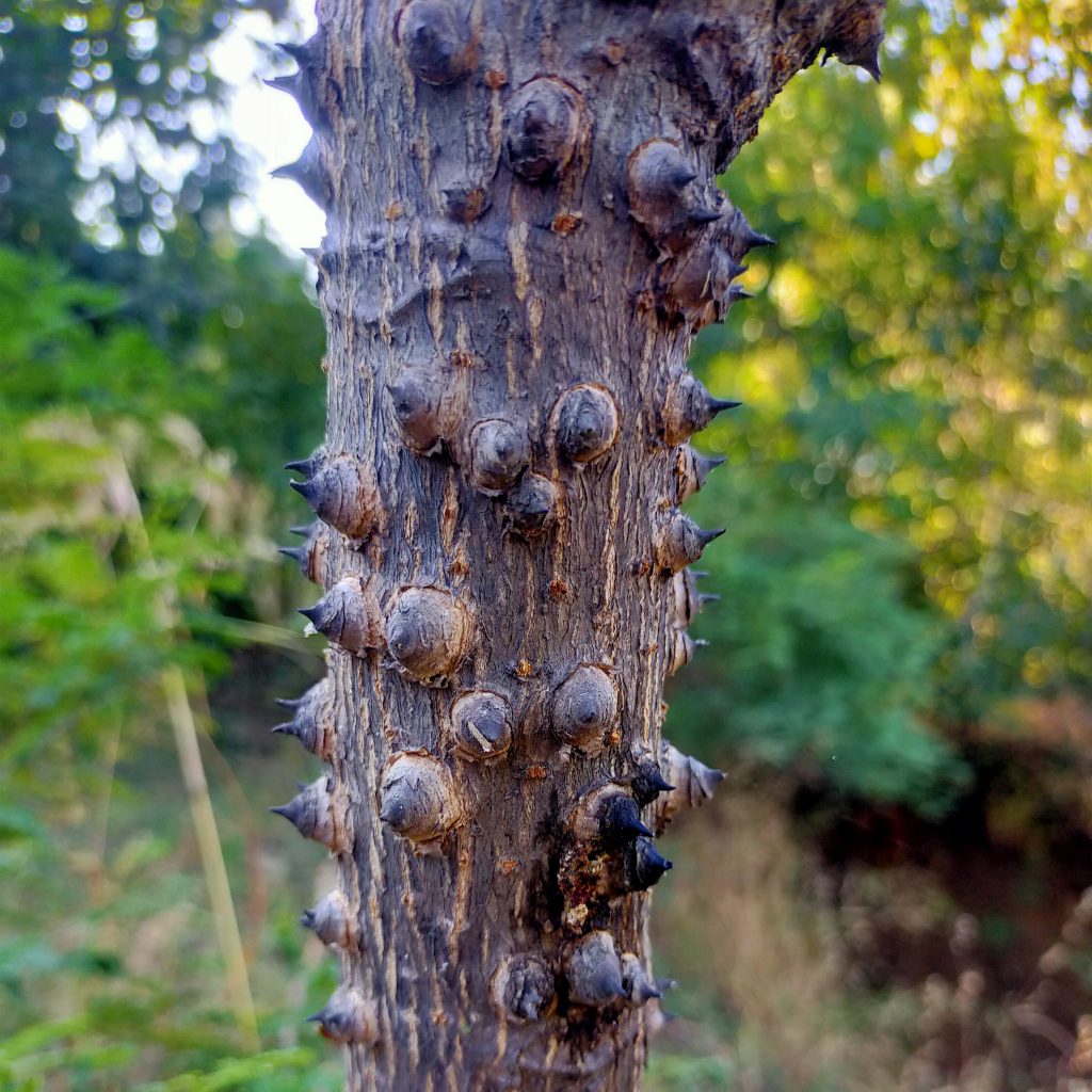 Thorns on a plant stem - PixaHive