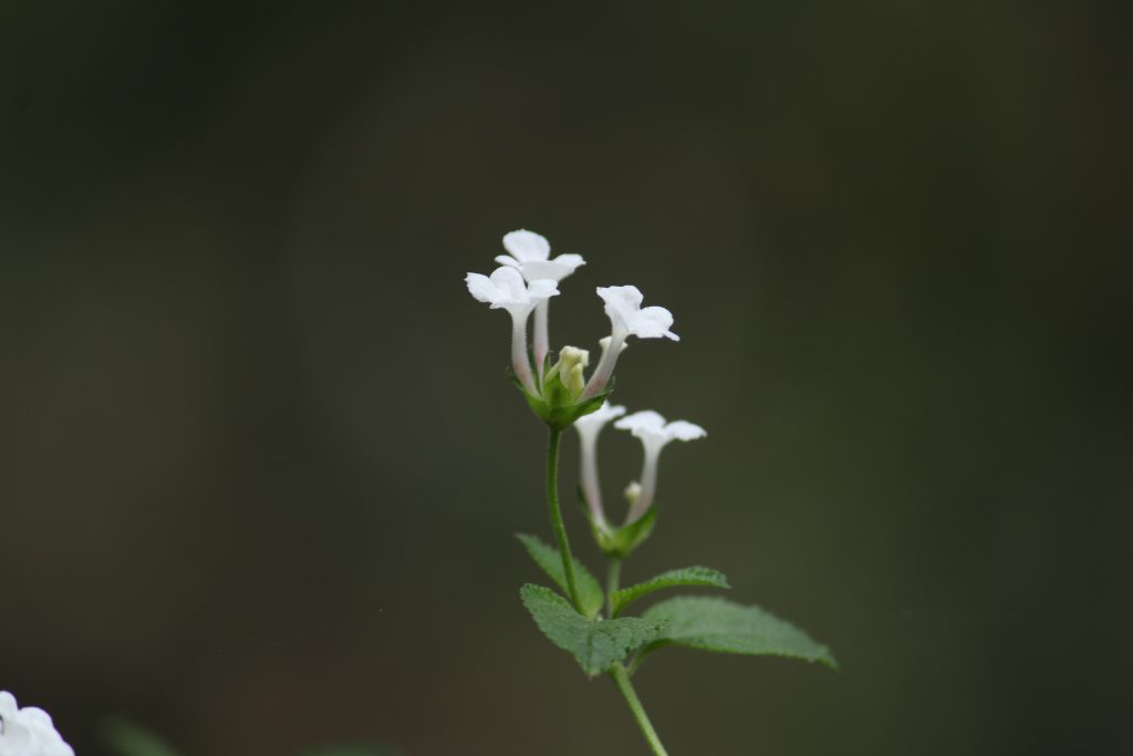 Tiny White Flowers - PixaHive