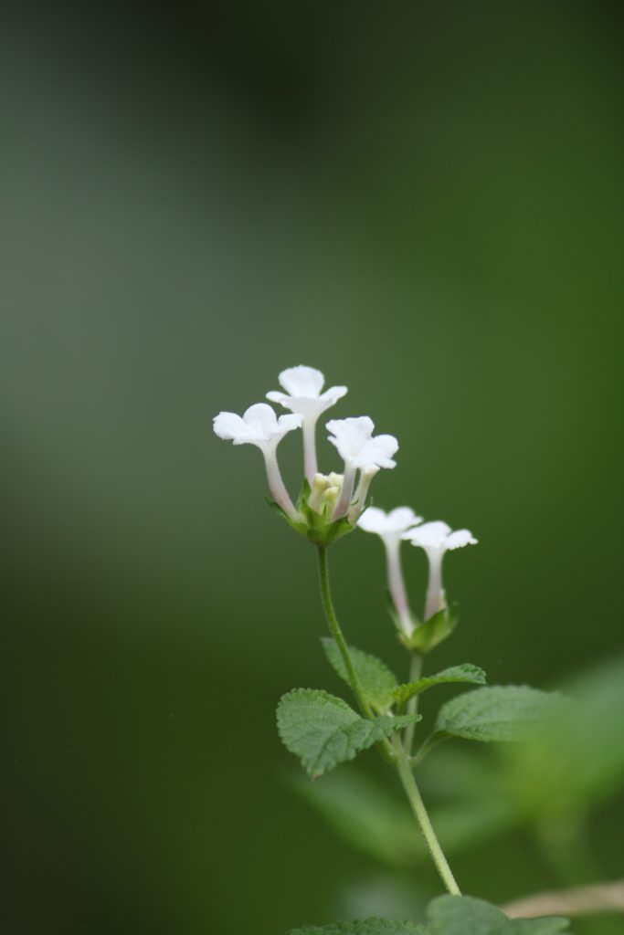 Tiny White Flowers - PixaHive