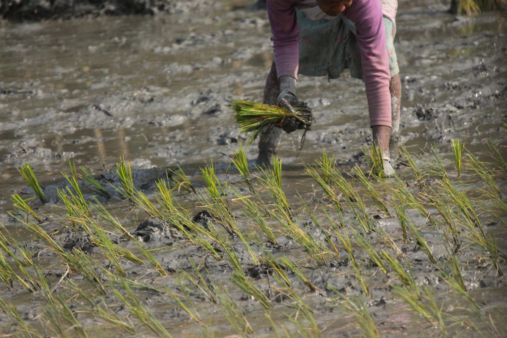 Transplanting Rice Seedlings - PixaHive