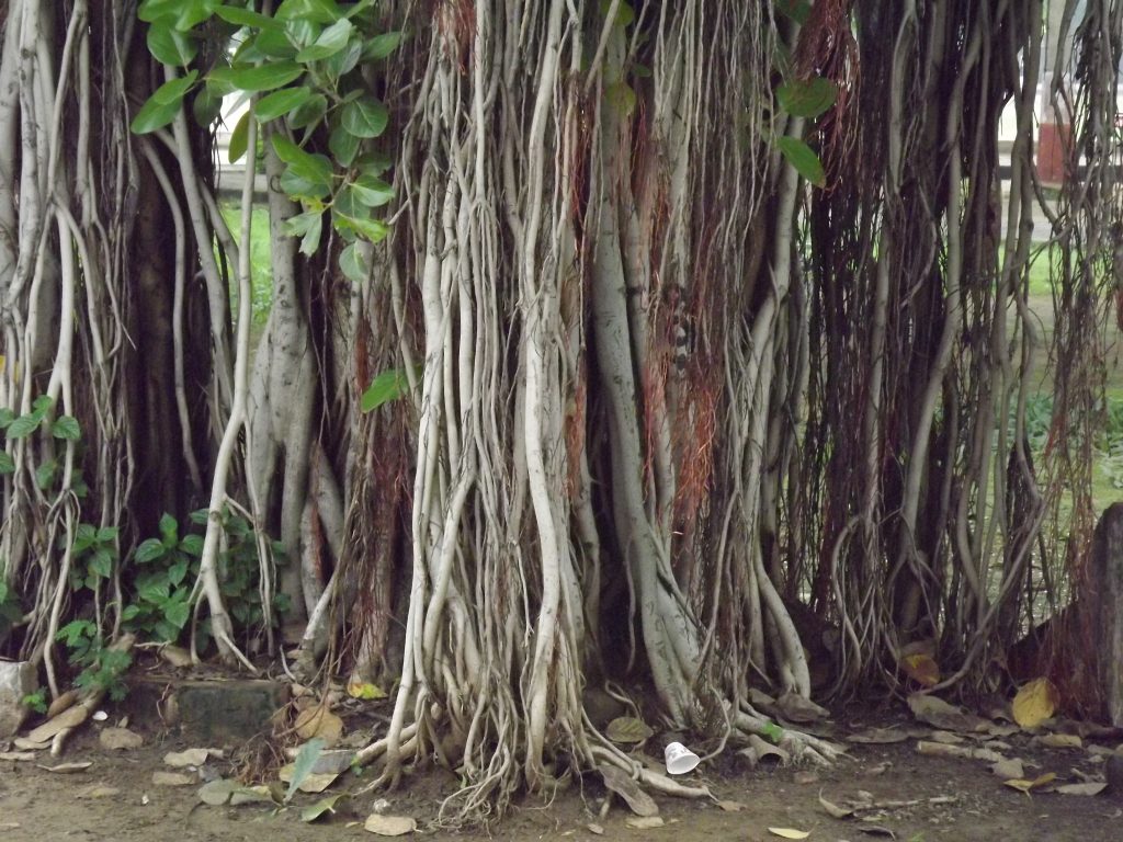 Falling roots of a big tree - PixaHive