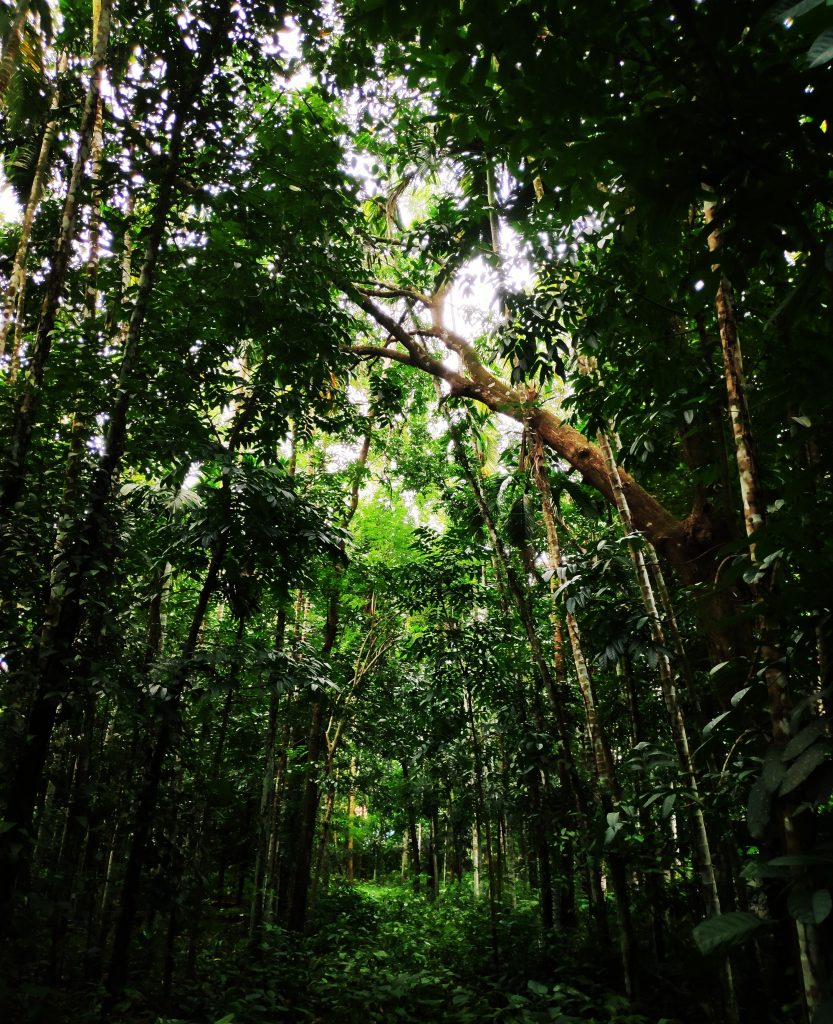 Trees in a jungle - PixaHive