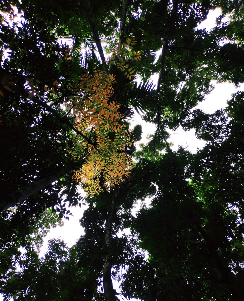 High trees - PixaHive