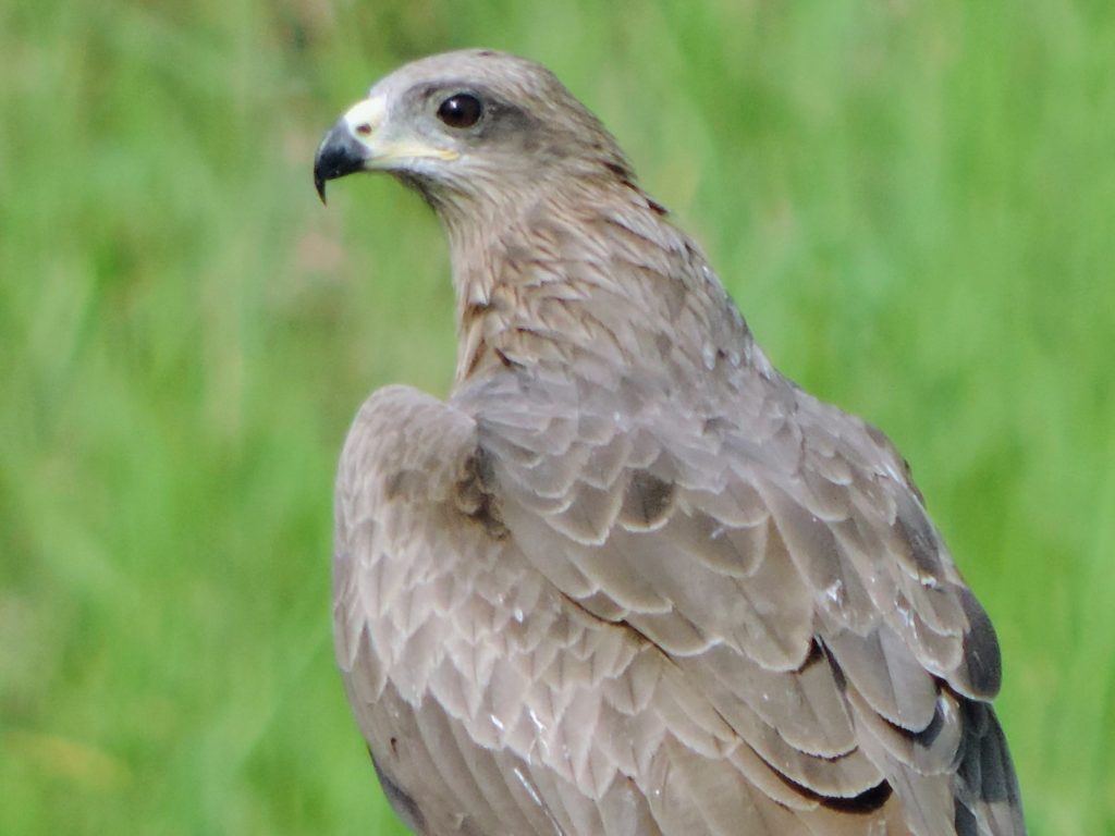 A tawny hawk - PixaHive
