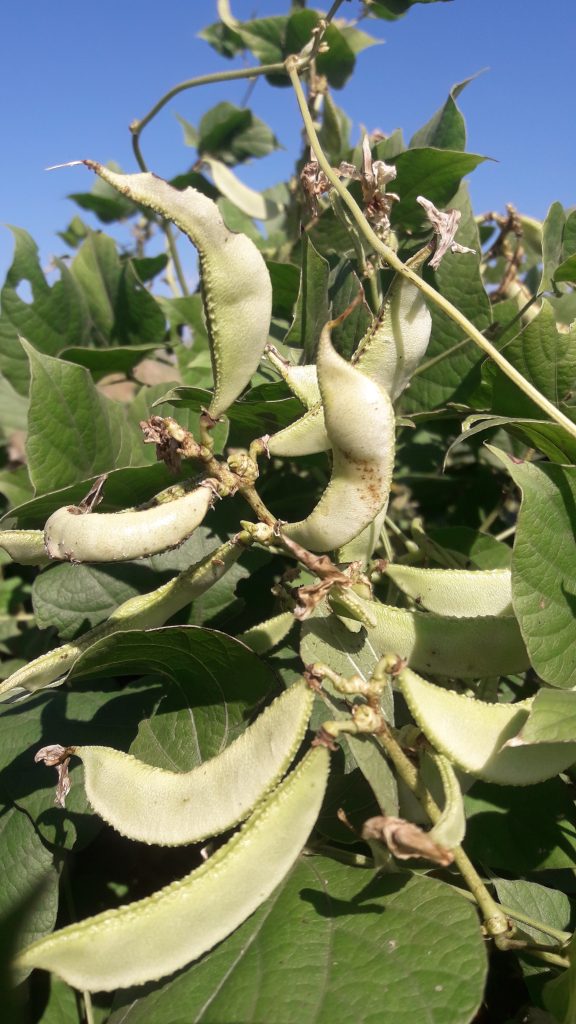 A beans plant - Free Image by Kiran G on PixaHive.com