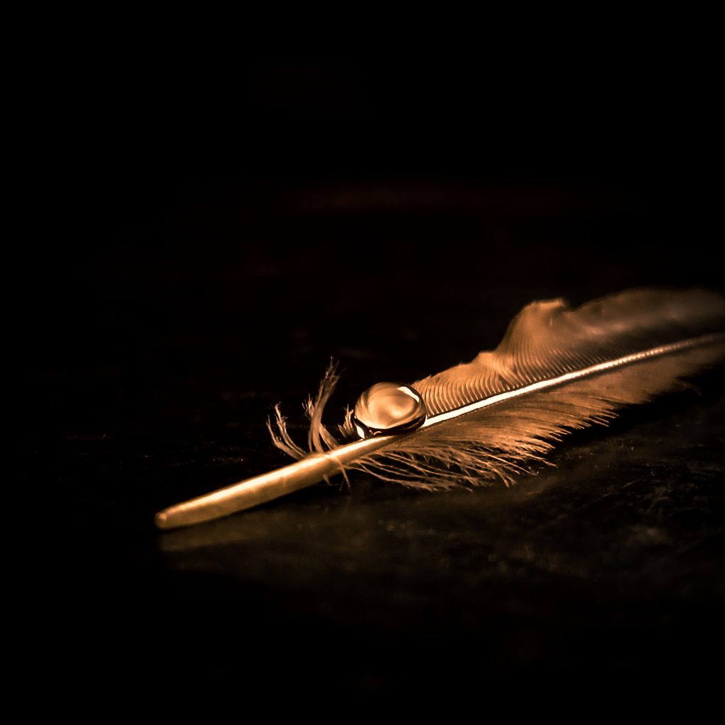 Water drop on a feather - PixaHive
