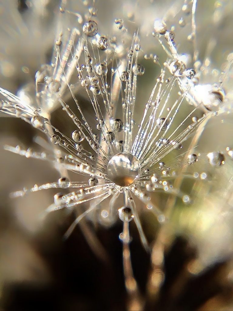 Waterdrops - Free Image by Sumit on PixaHive.com