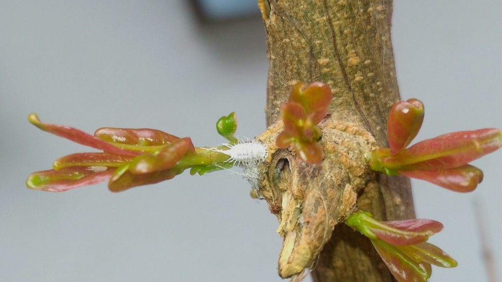 White Spiky Micro Mite - PixaHive