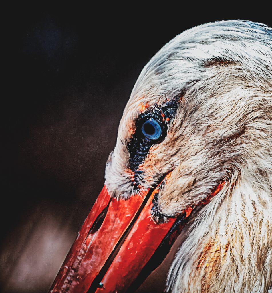 White Stork - PixaHive