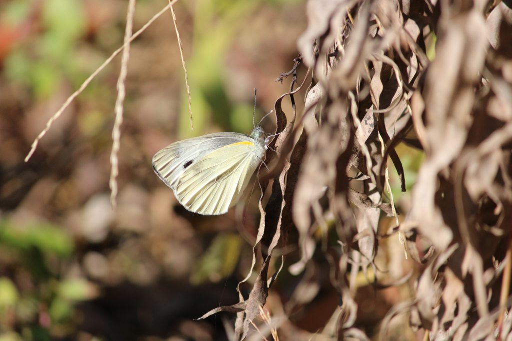 White butterfly resting on dry leaves - PixaHive