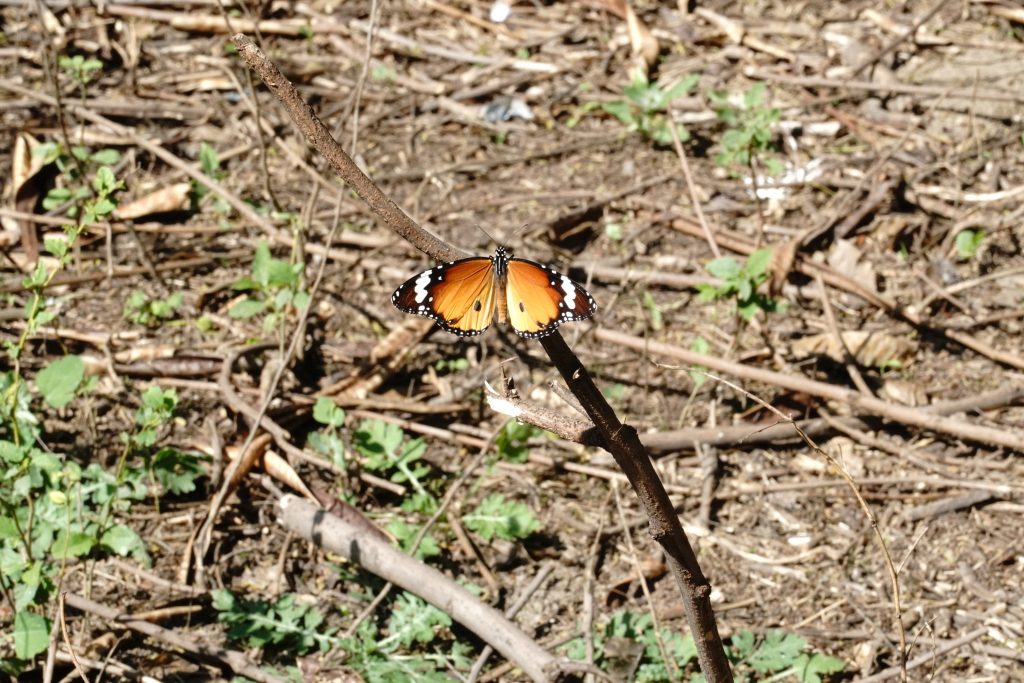 Wild Butterfly - PixaHive