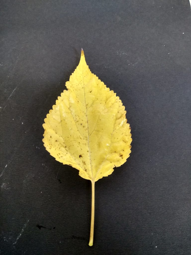 Yellow leaf - PixaHive