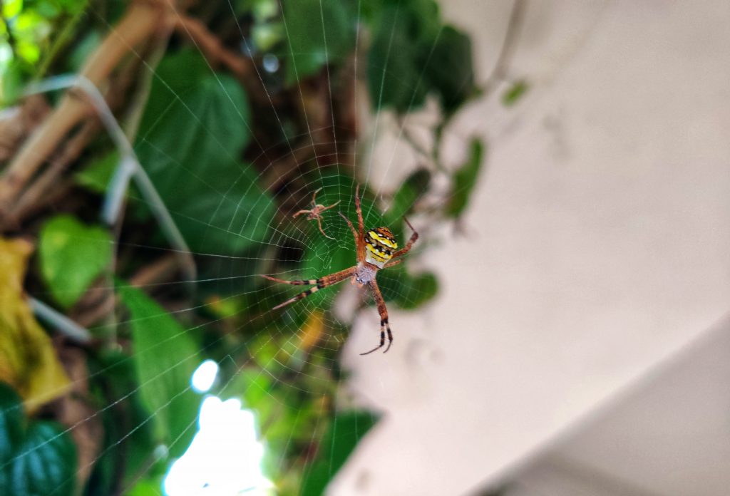 Yellow spider web - PixaHive