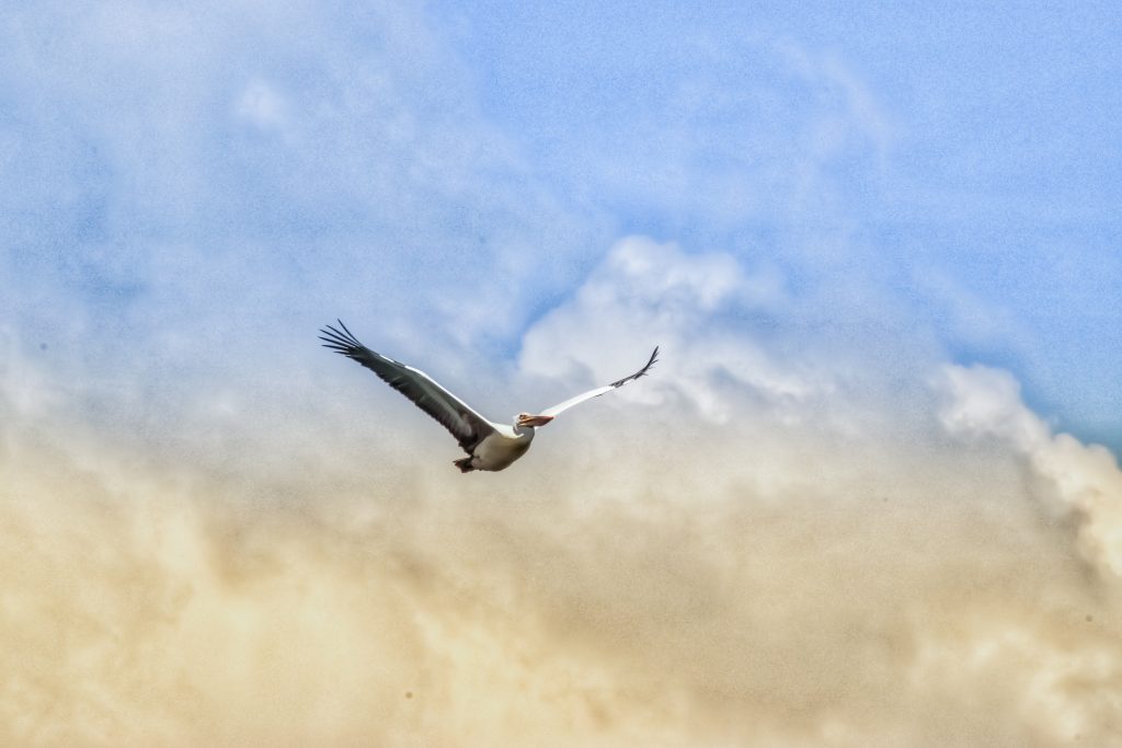 a bird flying in the sky - PixaHive
