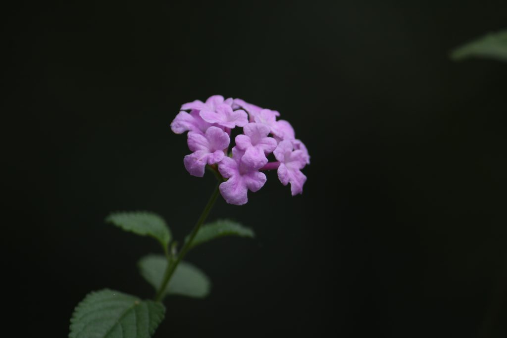 a blooming wildflower - PixaHive