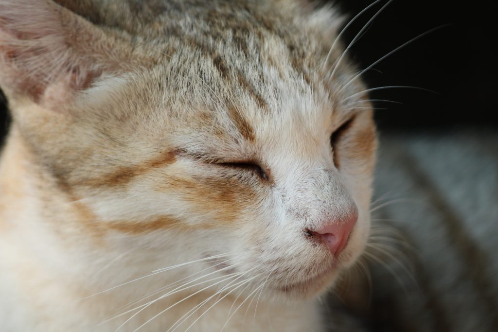 a cat with eyes closed - PixaHive