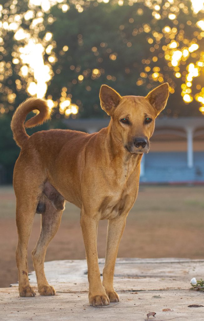 a stray dog - PixaHive