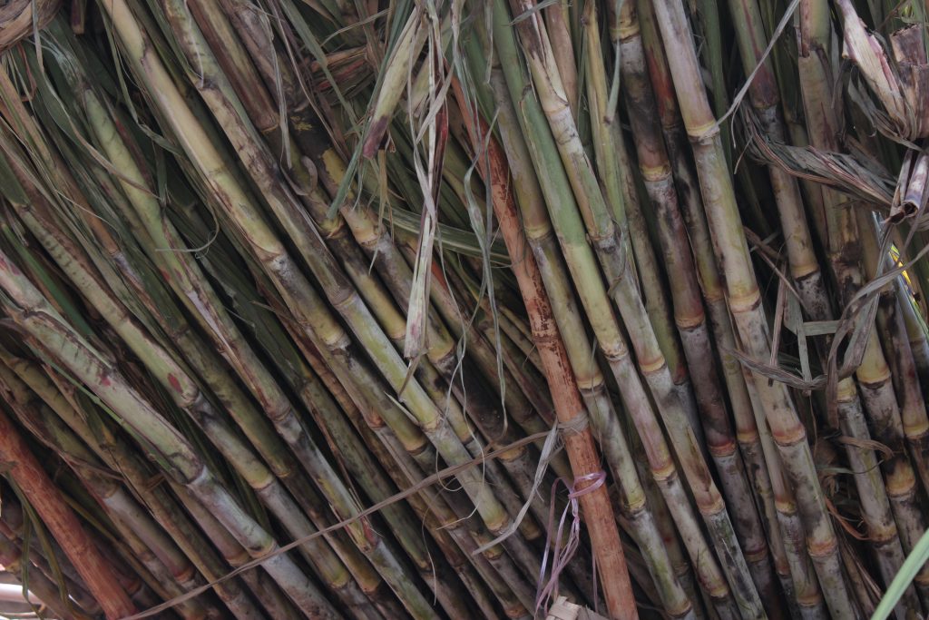 bundle of sugarcane - PixaHive