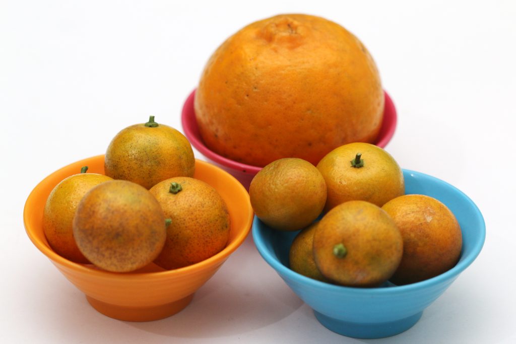 calamondin and orange - PixaHive