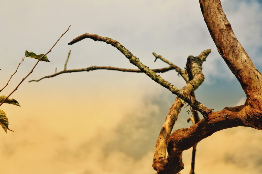 Tree stem - PixaHive