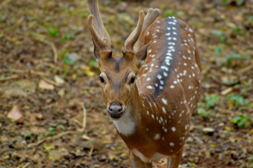 close-up of a spotted deer - PixaHive