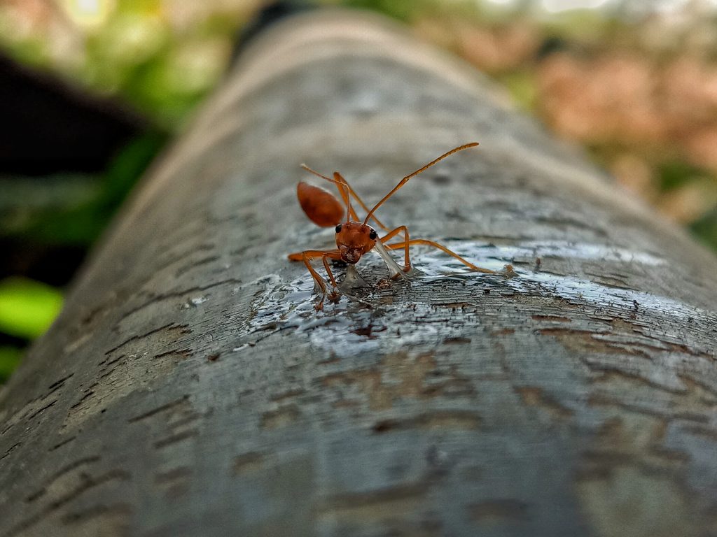 close-up of ant - PixaHive