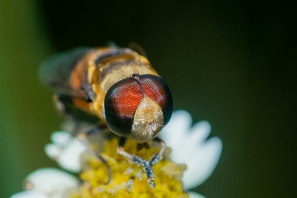 Close up of a honeybee - PixaHive
