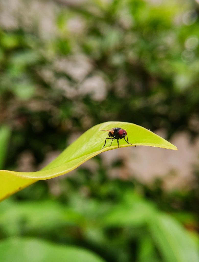fly on a leaf - PixaHive