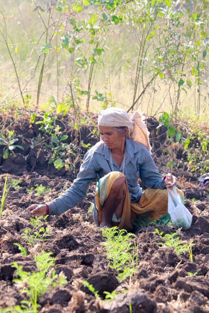 Gram plants and a farmer - PixaHive