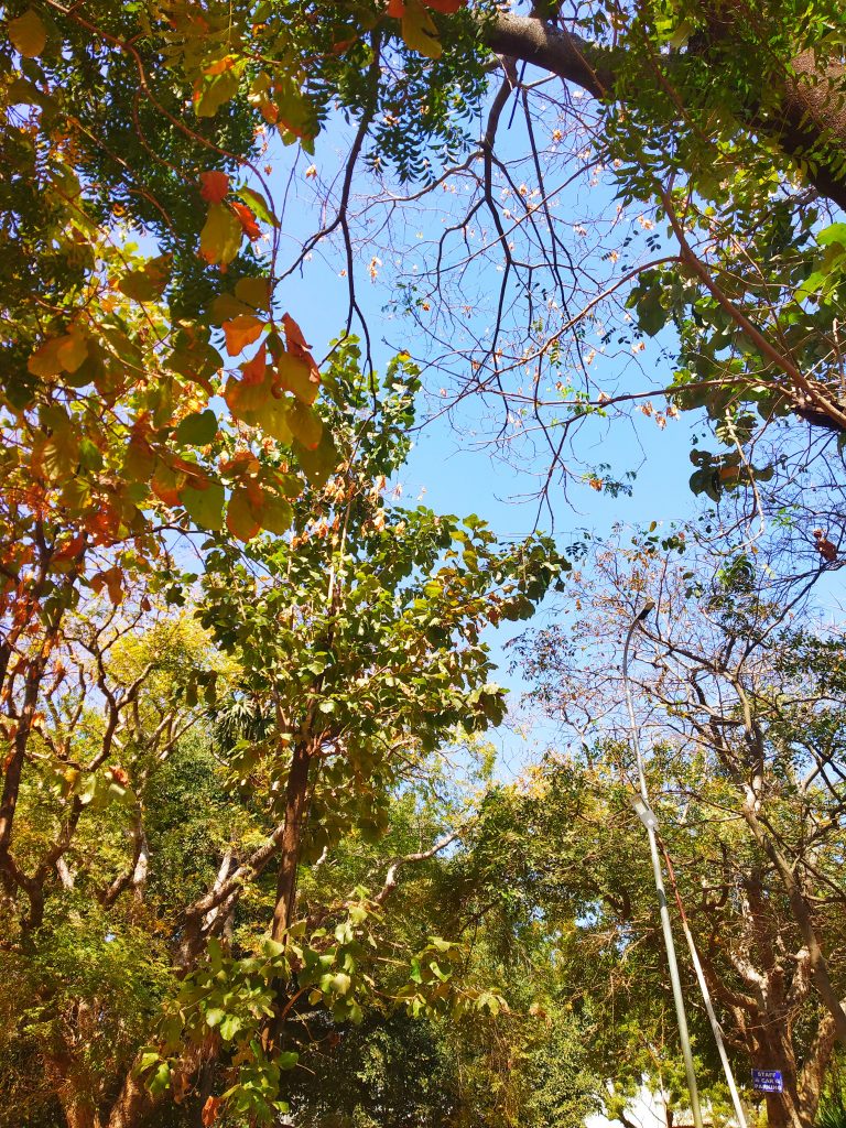 the golden trees - PixaHive