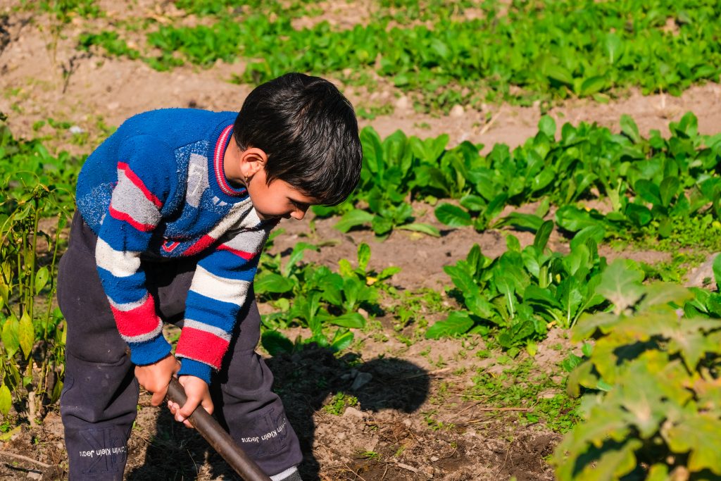child farming in the field - PixaHive